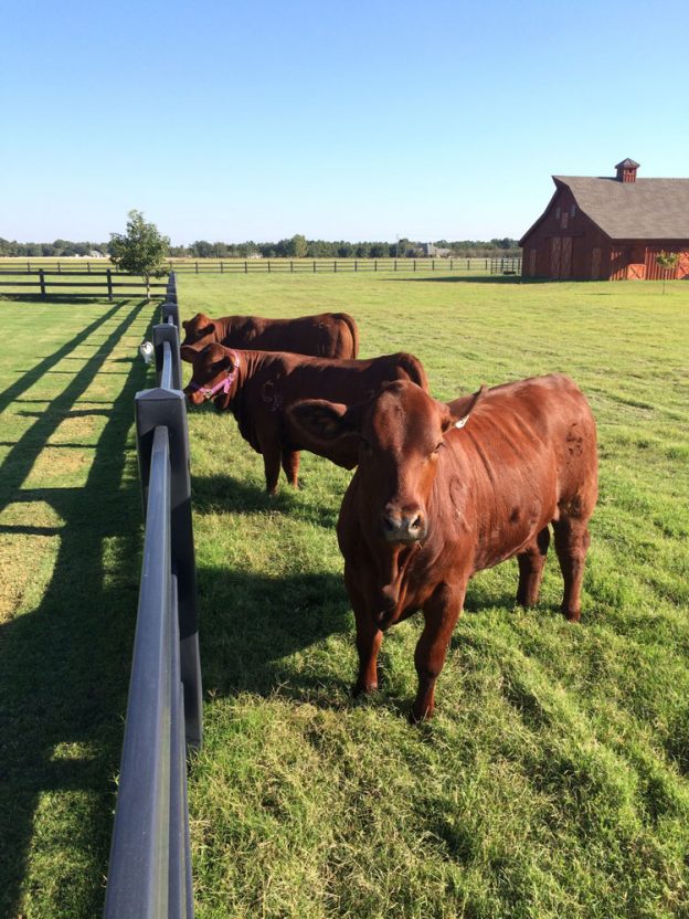 HDPE Fencing in Action: Farm & Ranch Gallery | Derby Fence